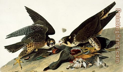 John James Audubon Peregrine Falcon painting anysize 50% off